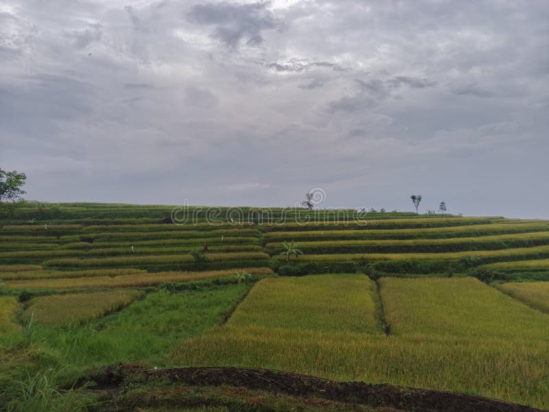 The Charm of the Quiet Rice Fields Stock Photo - Image of indonesia ...