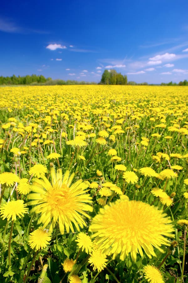 Dandelions at sunrise. stock photo. Image of green, growth - 10019926