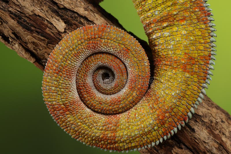 Chameleon tail stock image. Image of circle, nature, helical - 12720329
