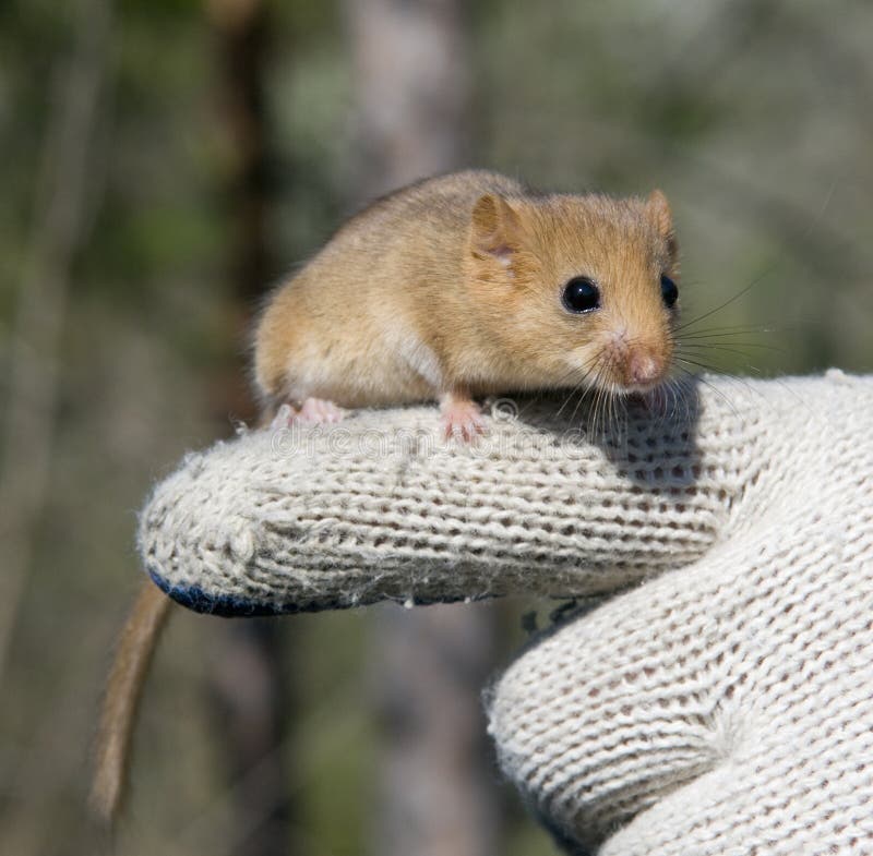 Liten Hasselmus På En Stenlagd Fyrkant Fotografering för Bildbyråer ...