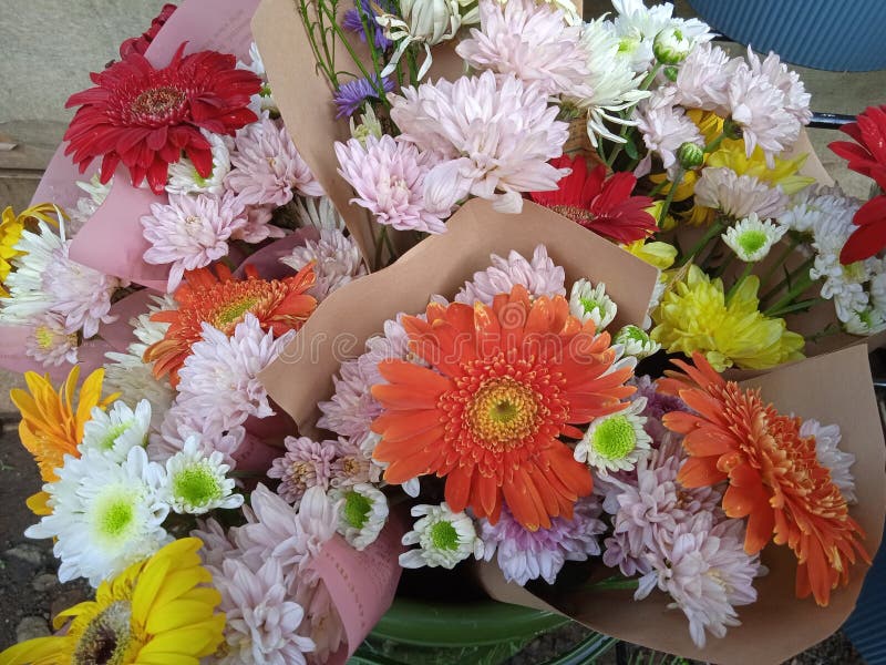 Charming Ane Very Cute Orange Garbera Flowers Stock Photo - Image of ...