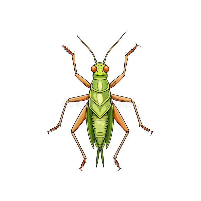 Charming Artwork of Realistic Tree Cricket in Nature Stock Illustration ...