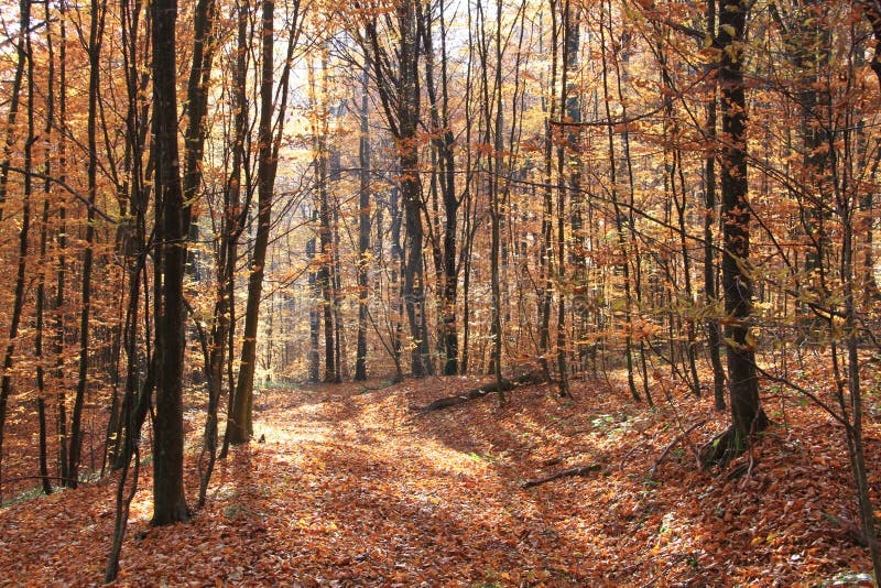 Charming Autumn in Beech Forests. Stock Photo - Image of woodland ...
