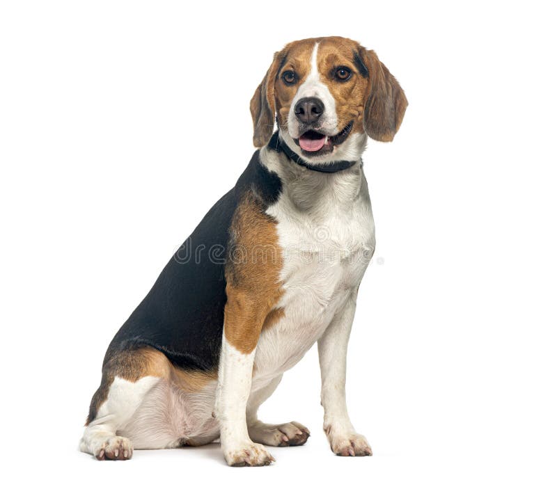 Charming Beagle Dog Sitting Isolated on White Stock Photo - Image of ...