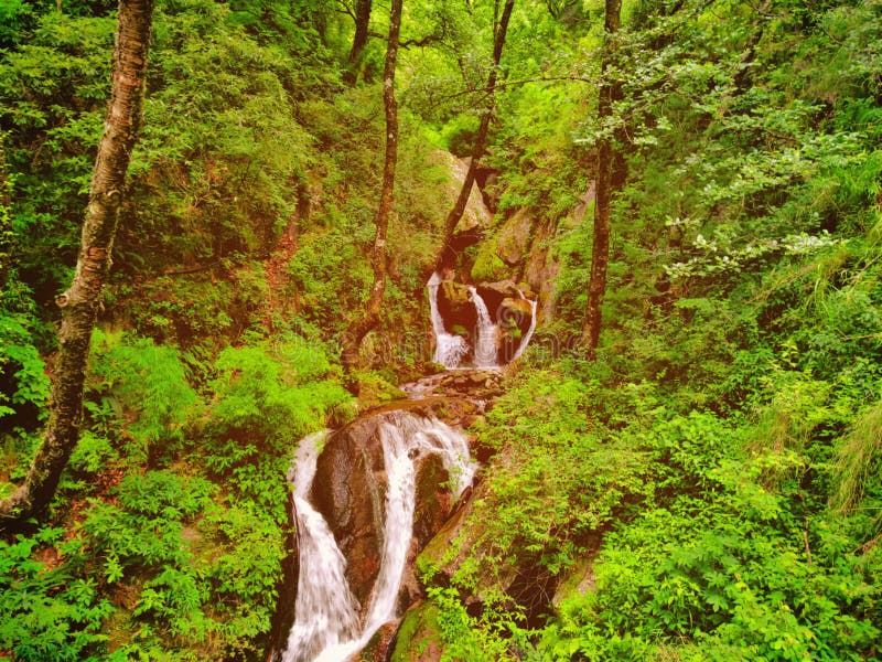 Charming Beauty in the Forest Stock Image - Image of forest, amazing ...