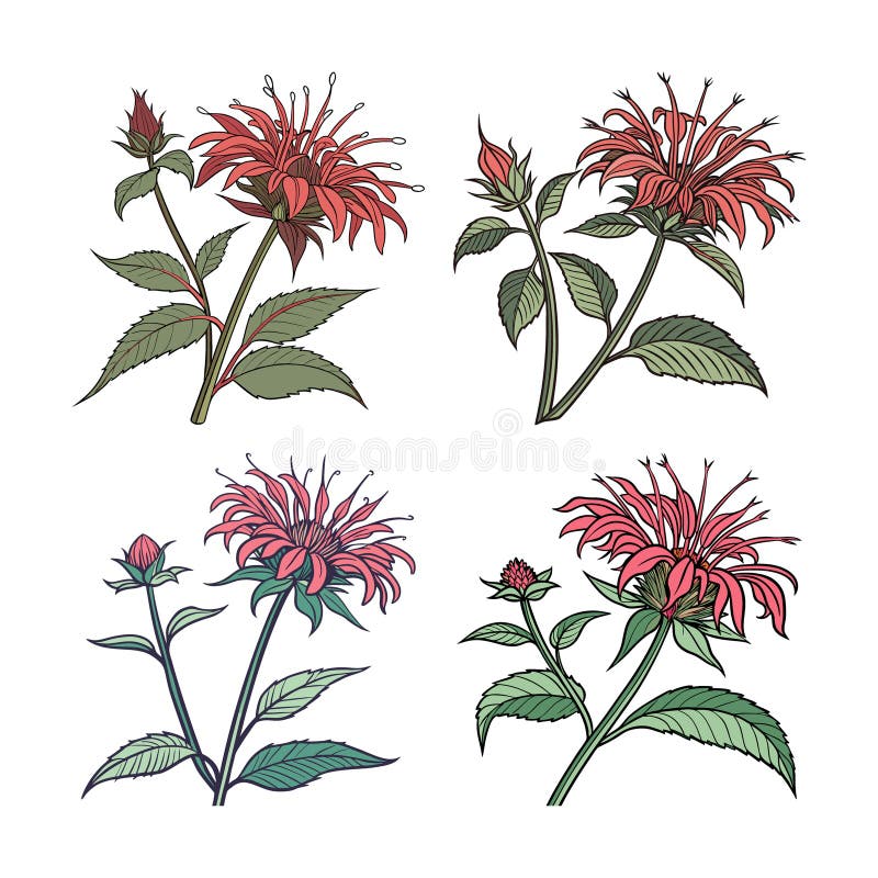 Charming Bee Balm Flower Realistic Illustration Stock Vector ...