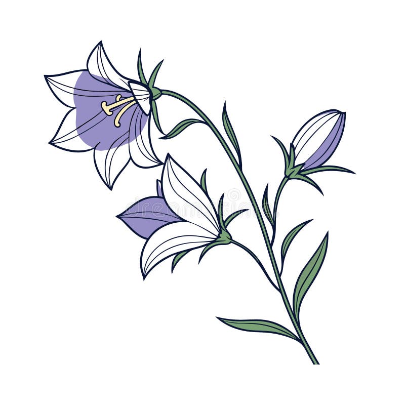 Bellflower Top View Artwork Stock Illustrations – 9 Bellflower Top View ...