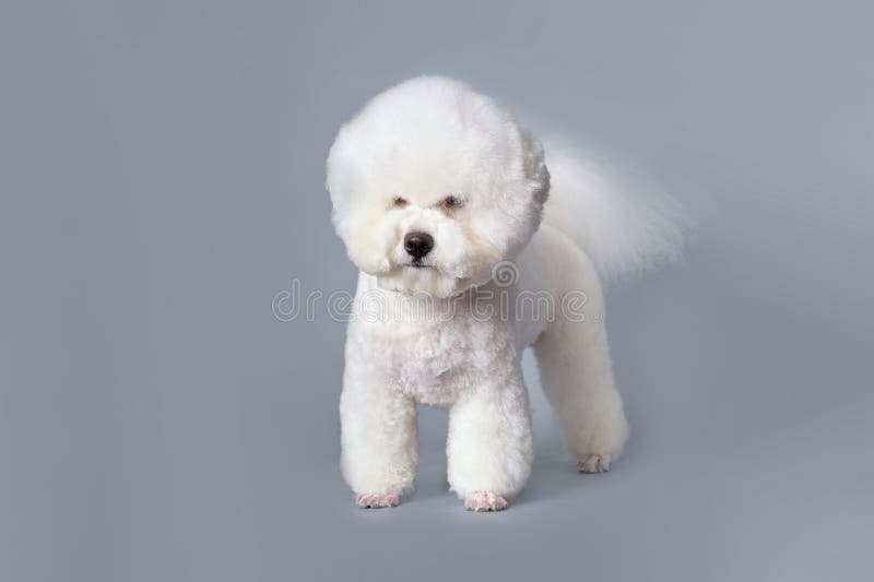 Charming Bichon Frise Dog after Grooming with a Shorn Head in the Shape ...