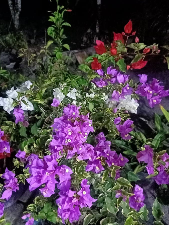 A Charming Blend of Flower Colors Stock Photo - Image of blend, colors ...