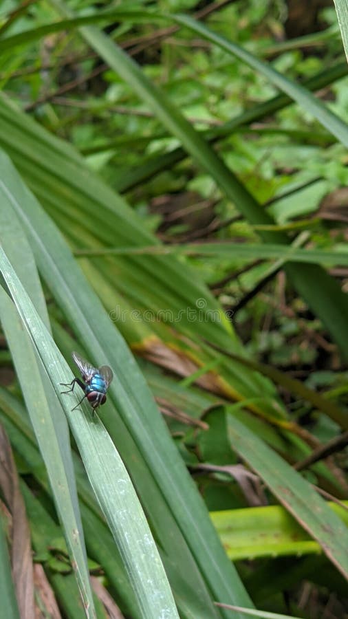 The Charming Blue Fly Soo Beautiful Stock Photo - Image of insect ...