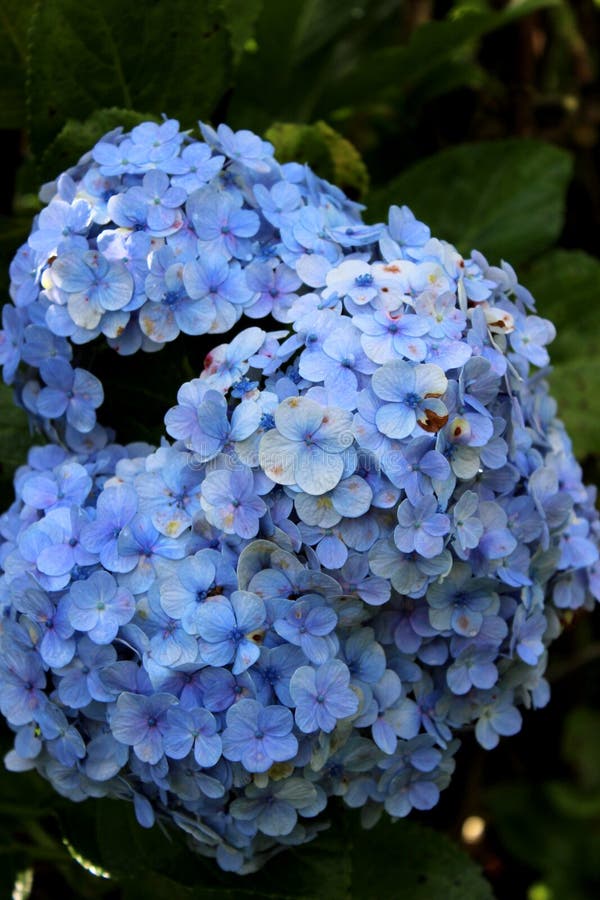 Charming Blue Hydrangea Flower Stock Image - Image of flower, rose ...