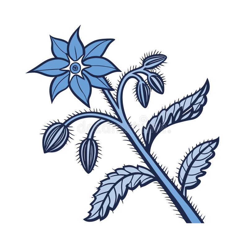 Charming Borage Flower Top Artwork Stock Illustration - Illustration of ...