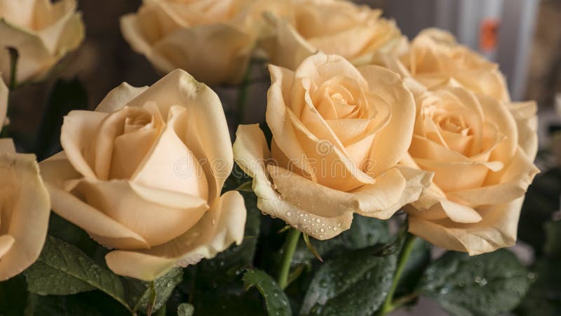 Charming Bouquet of Beautiful Beige Roses Stock Photo - Image of group ...