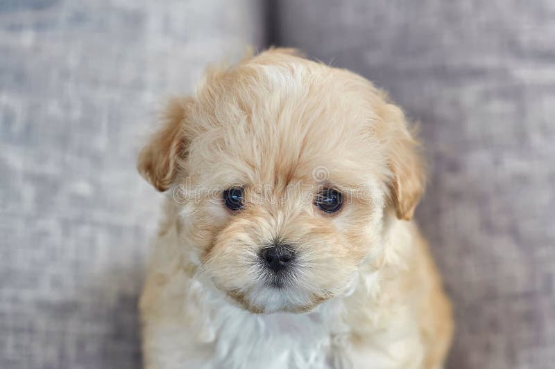 Charming Brown Puppy Maltipoo Looks at the Camera Stock Photo - Image ...