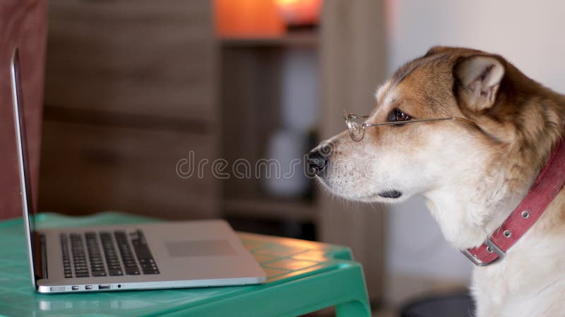 Charming Brown and White Dog Working on a Laptop with Glasses on His ...