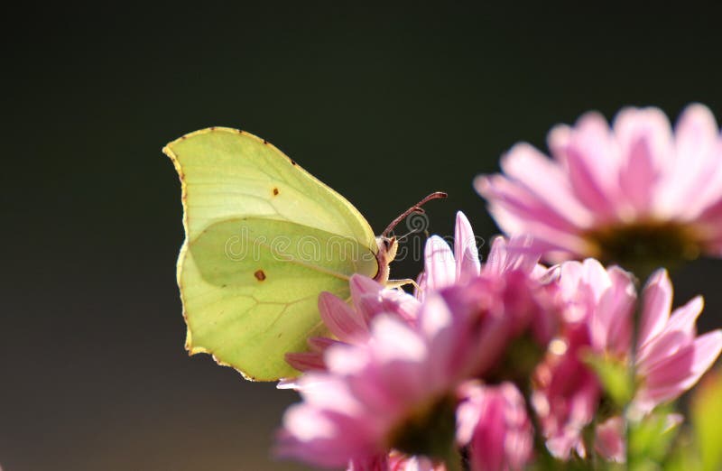 Chrysanthemum Cleopatra Stock Photos - Free & Royalty-Free Stock Photos ...