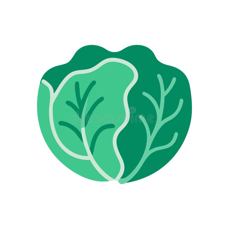 Charming Cabbage Graphic for Cooking Stock Illustration - Illustration ...