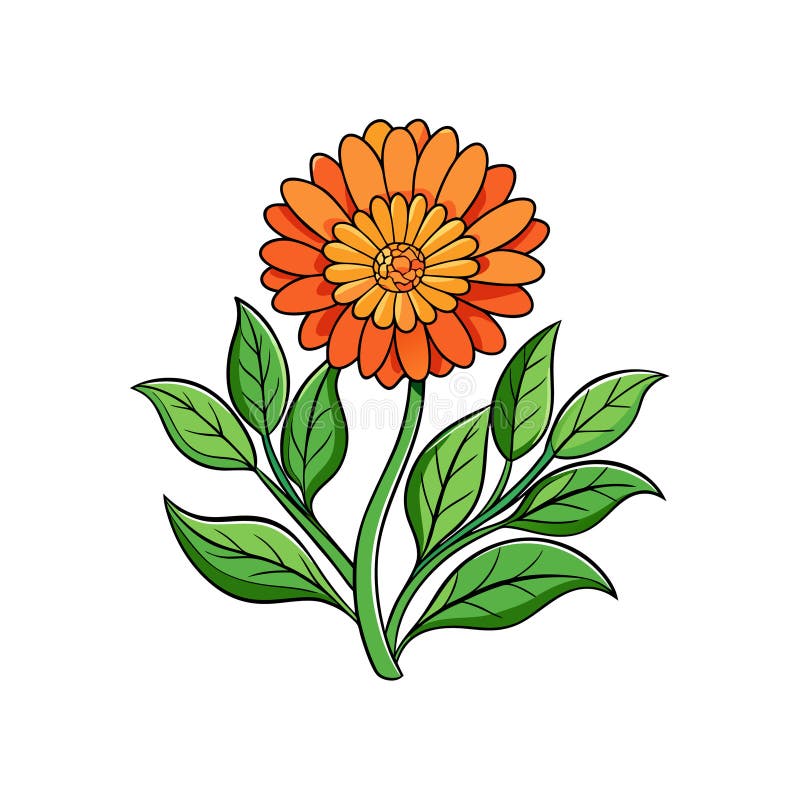 Charming Calendula Officinalis Plant Illustration Stock Illustration ...