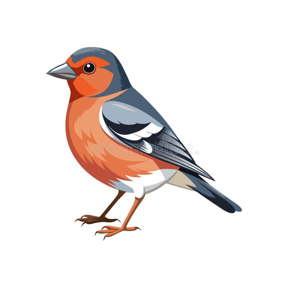 Charming Chaffinch Bird Design Stock Image - Illustration of collection ...