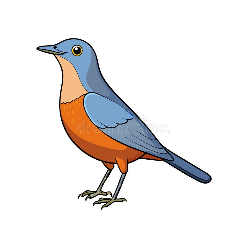Charming Chestnut-bellied Rock Thrush Design Stock Illustration ...