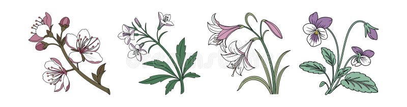 Charming Chinese Violet Cress Flower Stock Vector - Illustration of ...