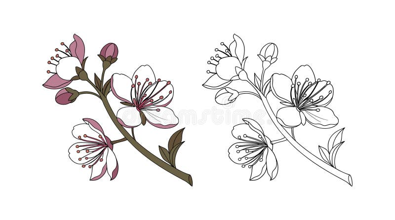 Chinese Violet Cress Flower Stock Illustrations – 16 Chinese Violet ...