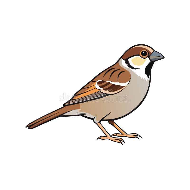 Charming Chipping Sparrow Bird Design Stock Photo - Illustration of ...