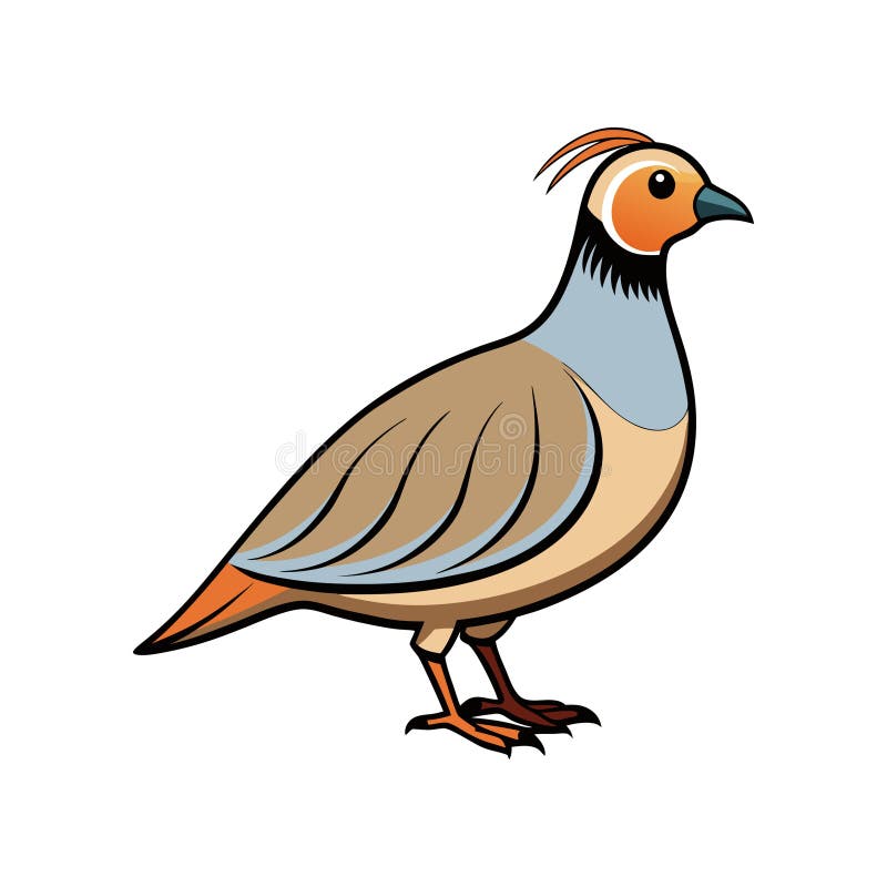 Chukar Stock Illustrations – 124 Chukar Stock Illustrations, Vectors ...