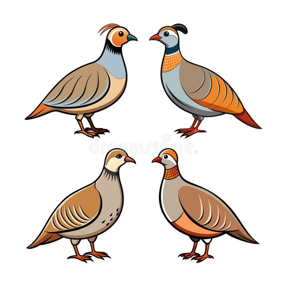 Chukar Stock Illustrations – 93 Chukar Stock Illustrations, Vectors ...
