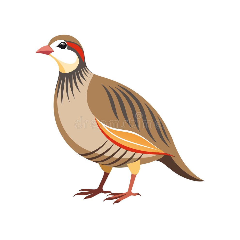Chukar Stock Illustrations – 93 Chukar Stock Illustrations, Vectors ...