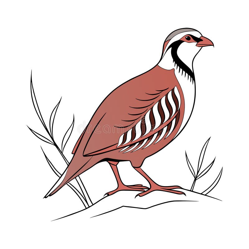 Chukar Stock Illustrations – 93 Chukar Stock Illustrations, Vectors ...