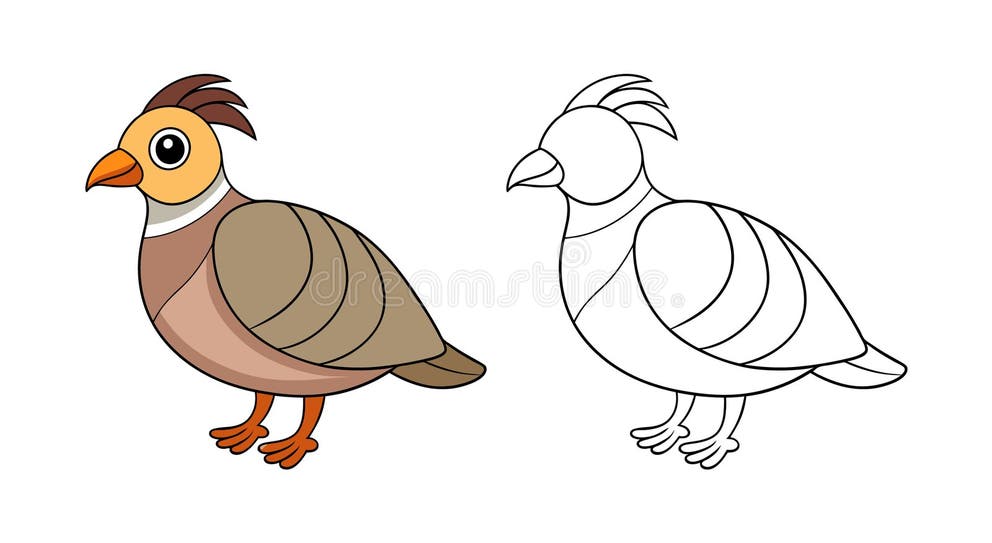 Charming Chukar Bird Illustration Stock Vector - Illustration of flying ...