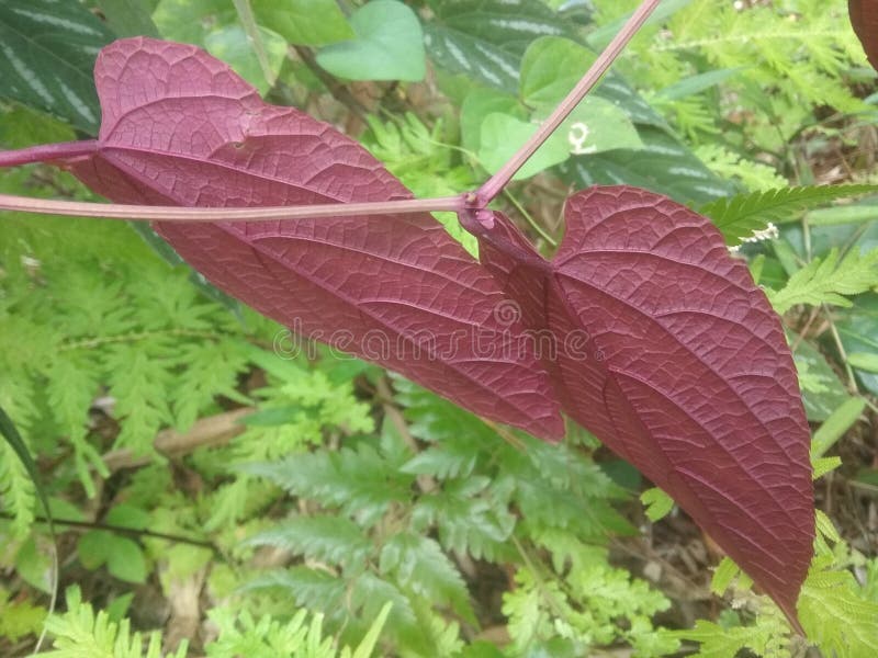 Charming Cissus Discolor Leaves with Red, West Java, Indonesia Stock ...