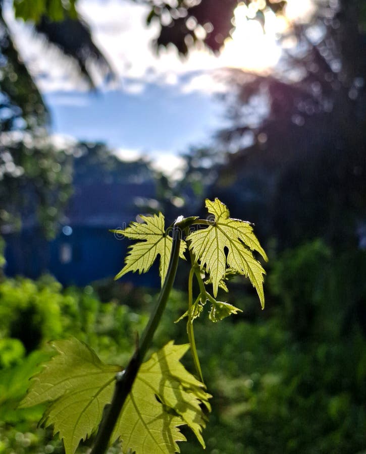 A Charming Close-up View of Translucent Light Green Grape Leaves and ...