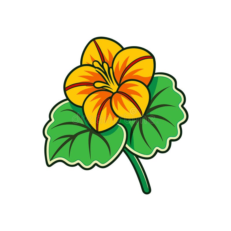 Charming Creeping Jenny Flower Graphic Stock Photo - Image of ...