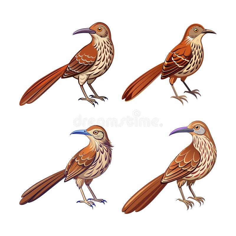 Charming Curve-billed Thrasher Bird Artwork Stock Vector - Illustration ...