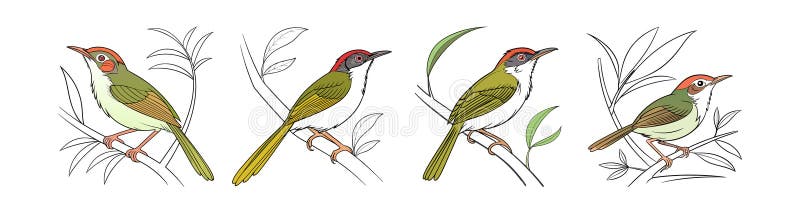 Charming Dark-necked Tailorbird Bird Artwork Stock Vector ...