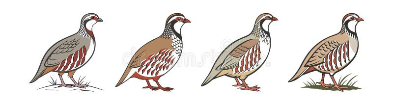 Charming Daurian Partridge Bird Artwork Stock Vector - Illustration of ...