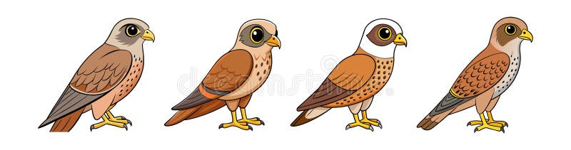 Charming Greater Kestrel Bird Design Stock Vector - Illustration of ...