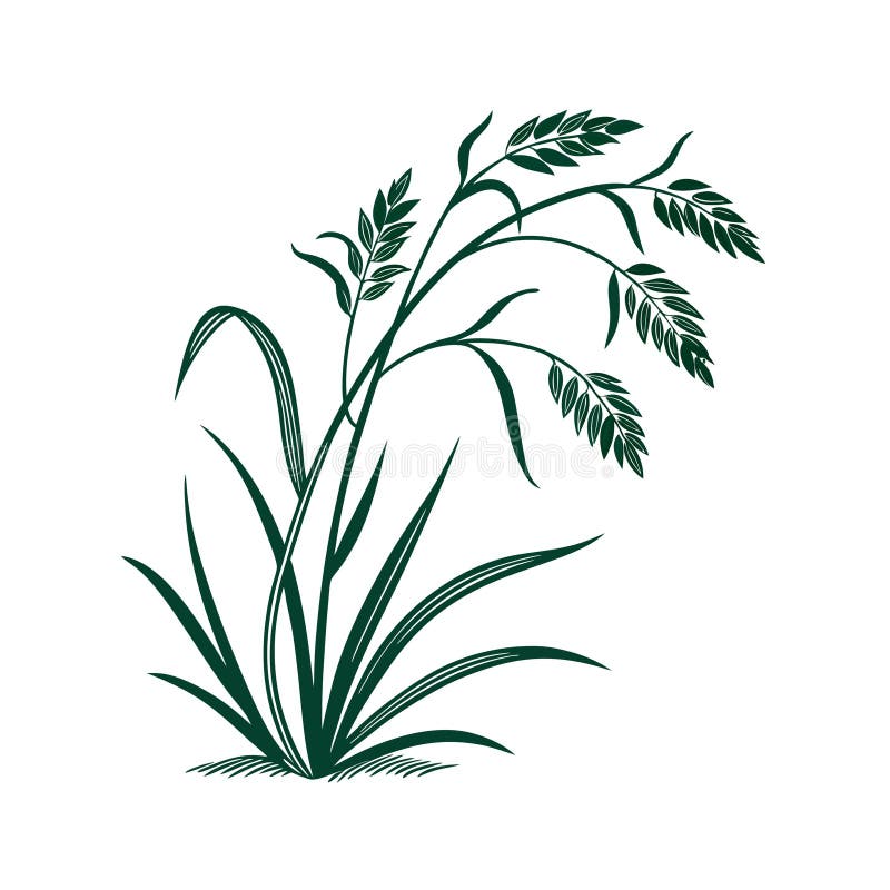 Charming Sea Oats Houseplant Design Stock Illustration - Illustration ...