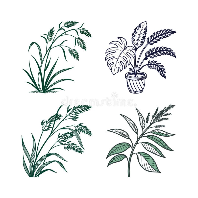Charming Sea Oats Houseplant Design Stock Illustration - Illustration ...