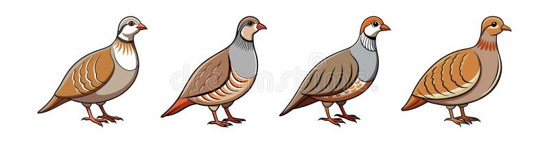 Charming Chukar Partridge Bird Design Stock Vector - Illustration of ...
