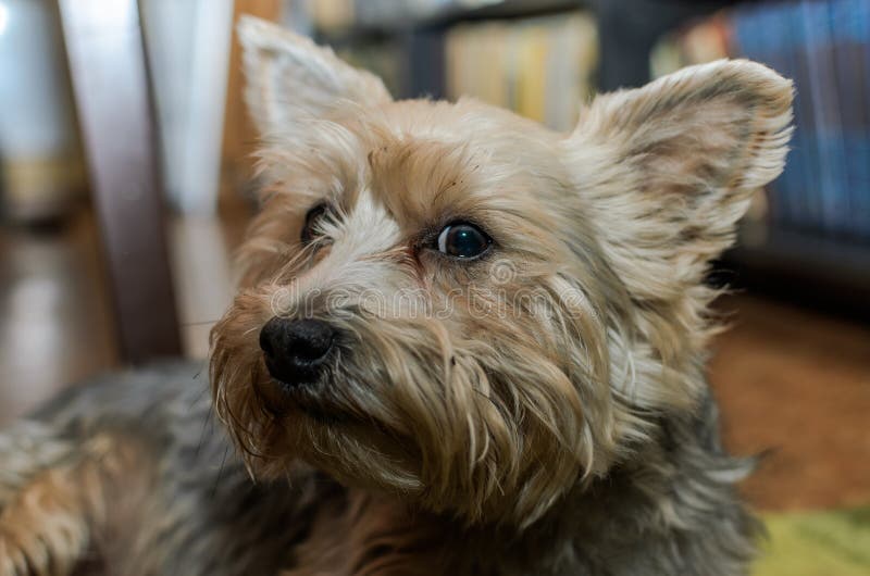Charming Dog Breed Yorkshire Terrier Stock Photo - Image of eyes, mini ...