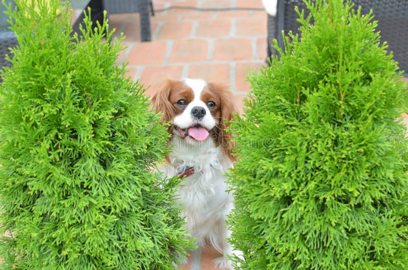 Charming dog hiding stock image. Image of garden, cavalier - 97890527