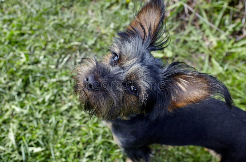 Charming dog at yard stock image. Image of doggy, animal - 255598303