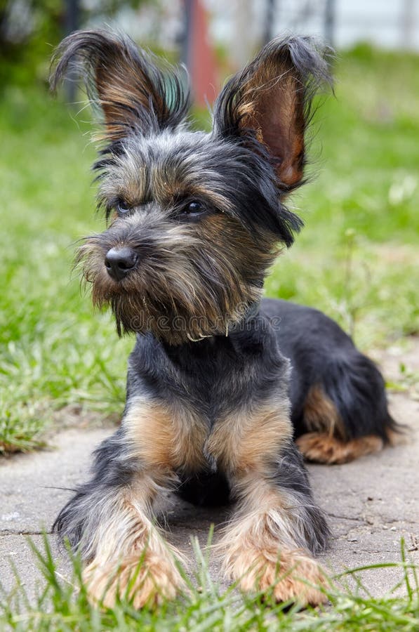 Charming dog at yard stock photo. Image of eyes, canine - 258955484