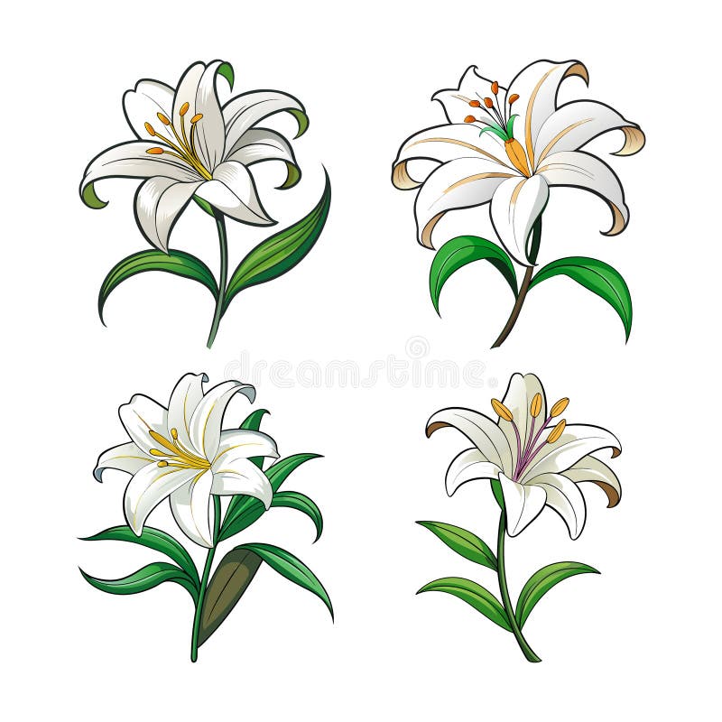 Easter Lily Stock Illustrations – 9,058 Easter Lily Stock Illustrations ...