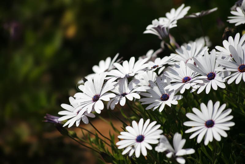 Charming Fine Field Flowers Stock Image - Image of land, plant: 198707033