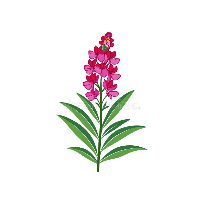 Charming Fireweed Flower Illustration for Creative Use Stock Illustration - Illustration of ...