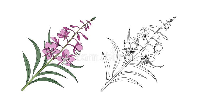 Charming Fireweed Flower Illustration for Creative Use Stock Vector ...